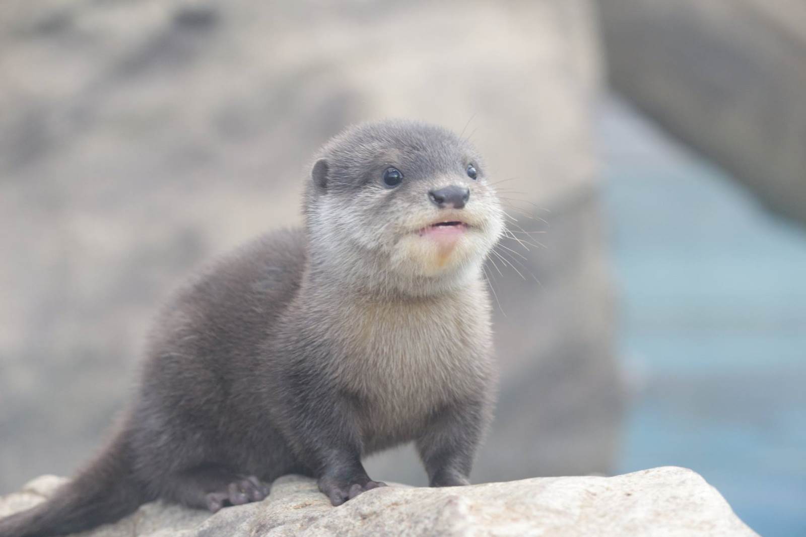 9 Photos That Prove Wanna One Daehwi Is Actually An Otter - Koreaboo