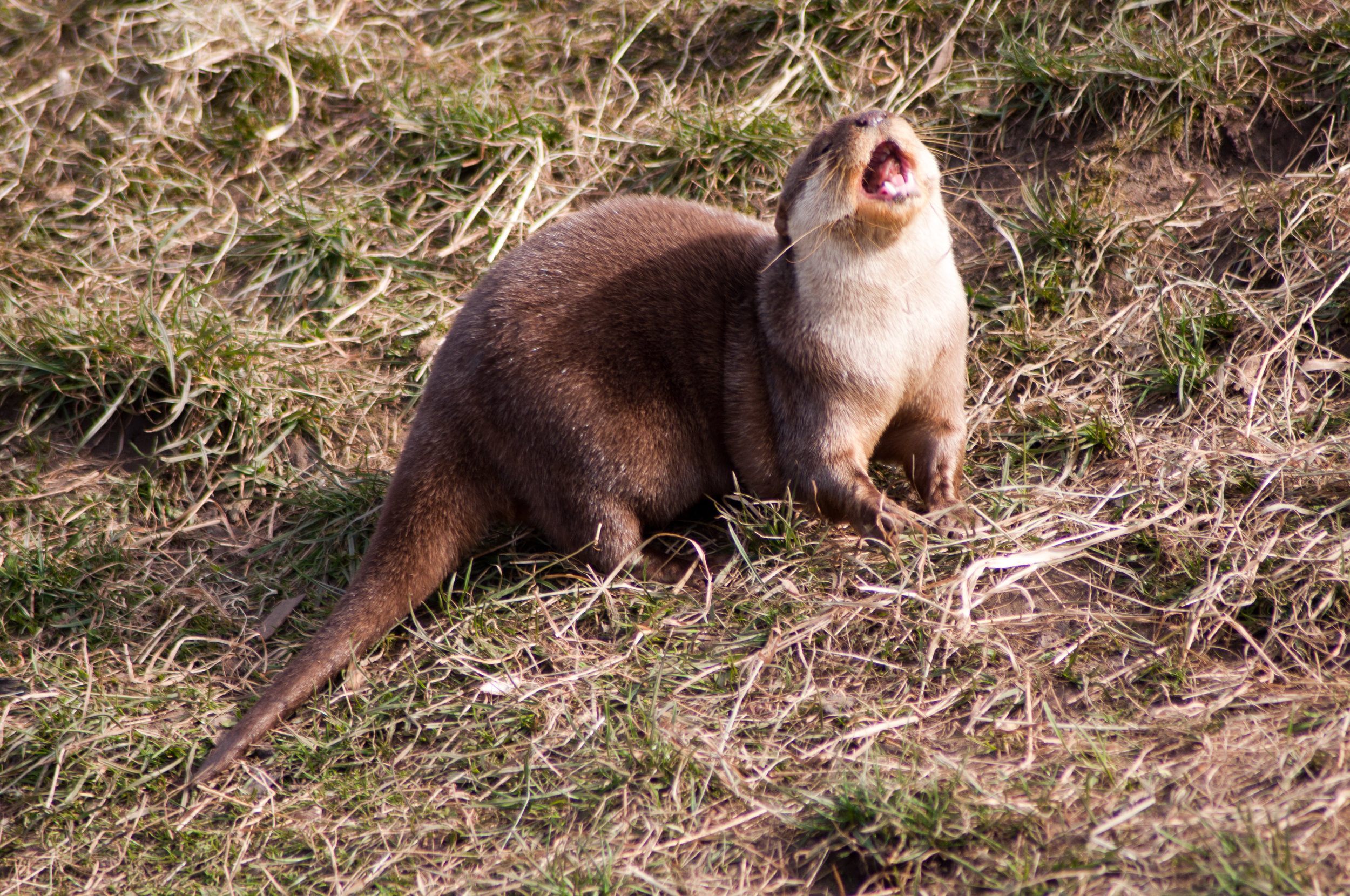 9 Photos That Prove Wanna One Daehwi Is Actually An Otter - Koreaboo