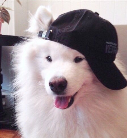 10+ Photos Prove Wanna One Daniel Is A Werewolf - Koreaboo